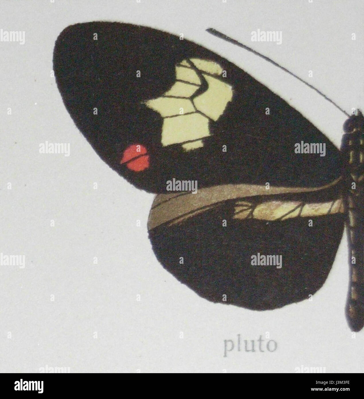 Butterfly butterflies heliconius species hi-res stock photography and ...