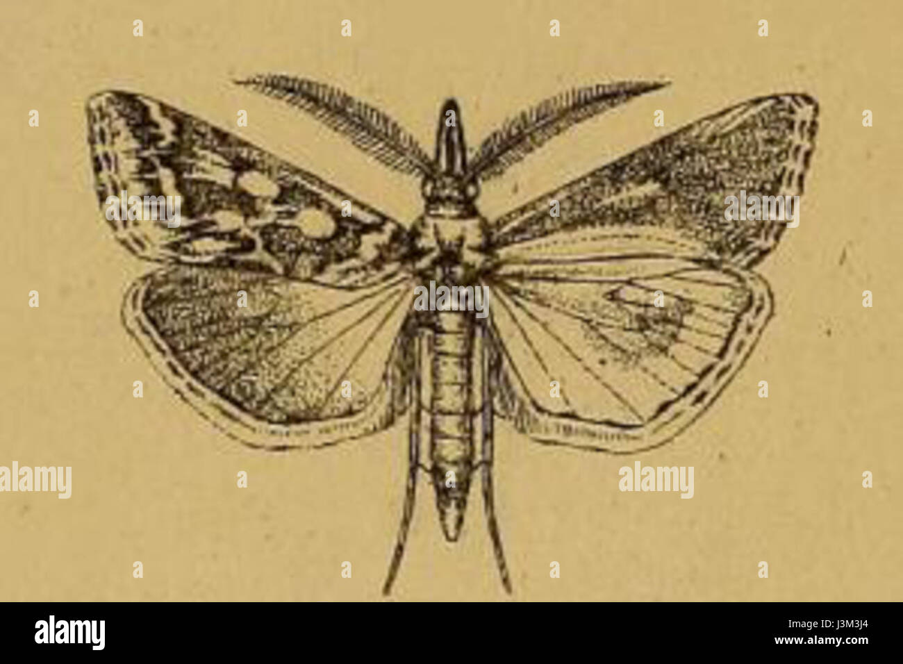 Scientific name for a species of moth in the Crambidae family, known ...