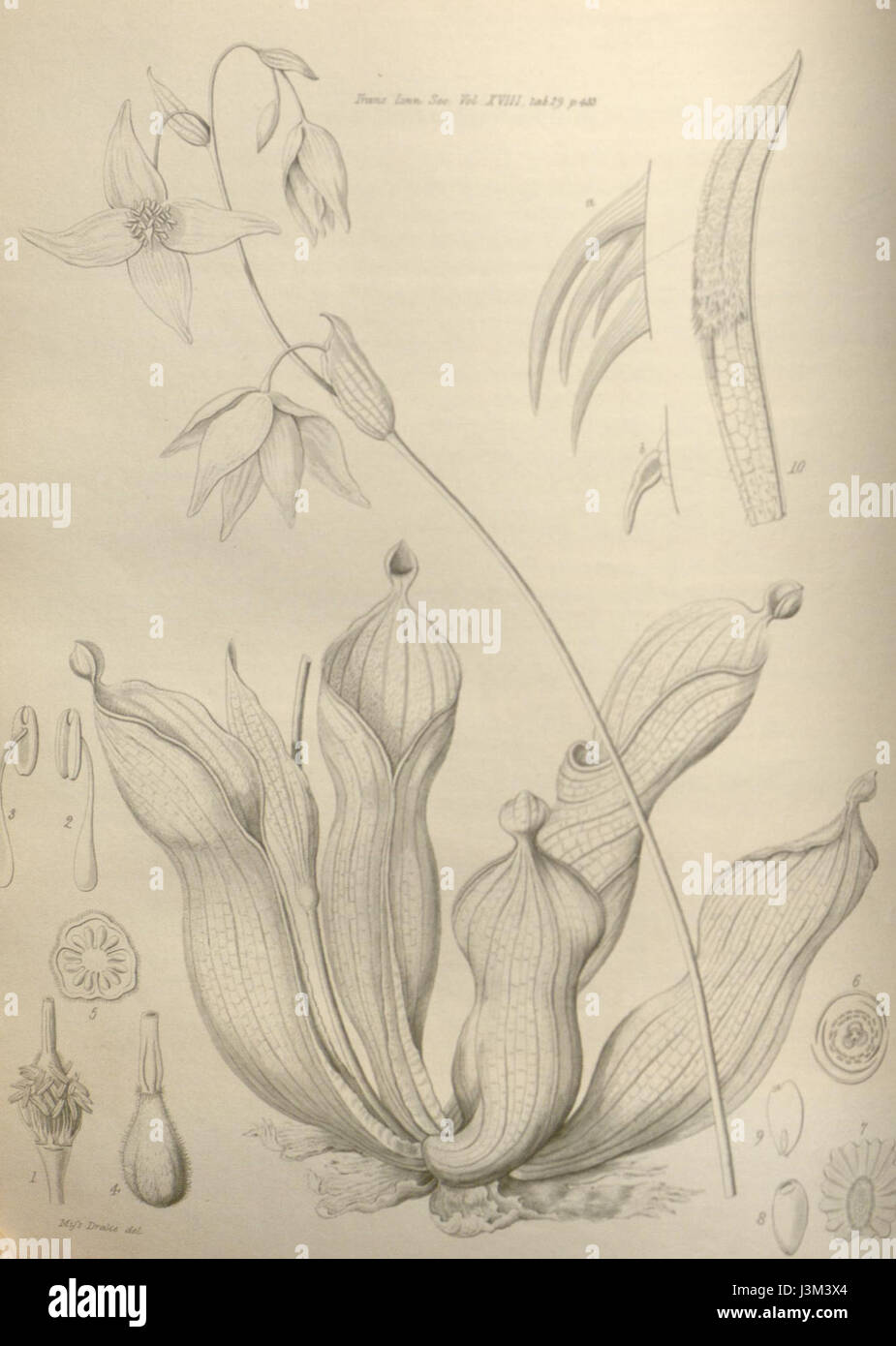 Heliamphora nutans, a species of carnivorous plant first described by ...