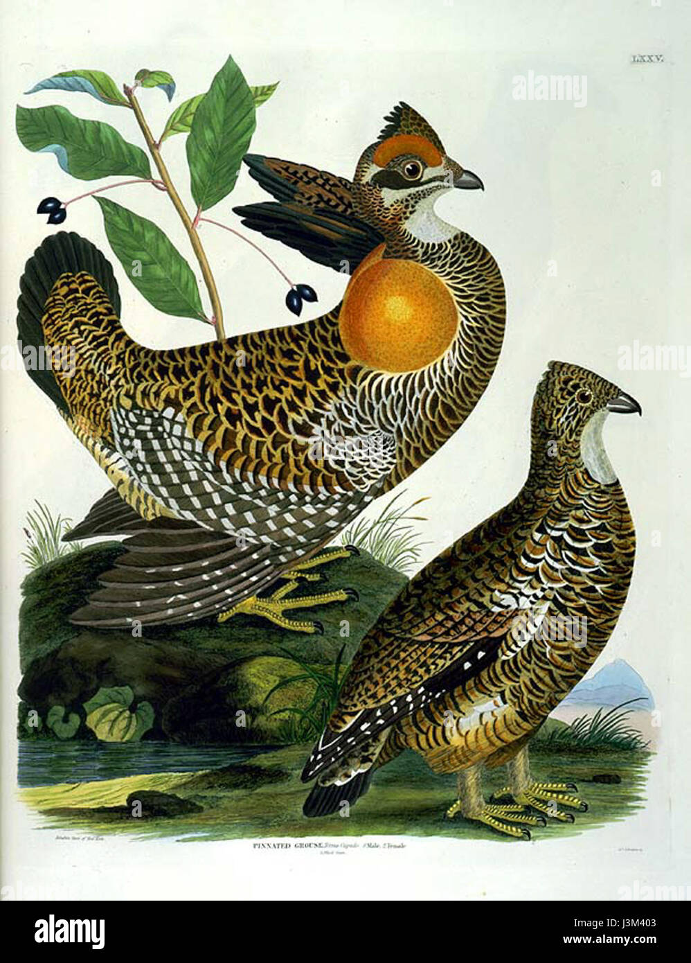 Map of the heath hi-res stock photography and images - Alamy