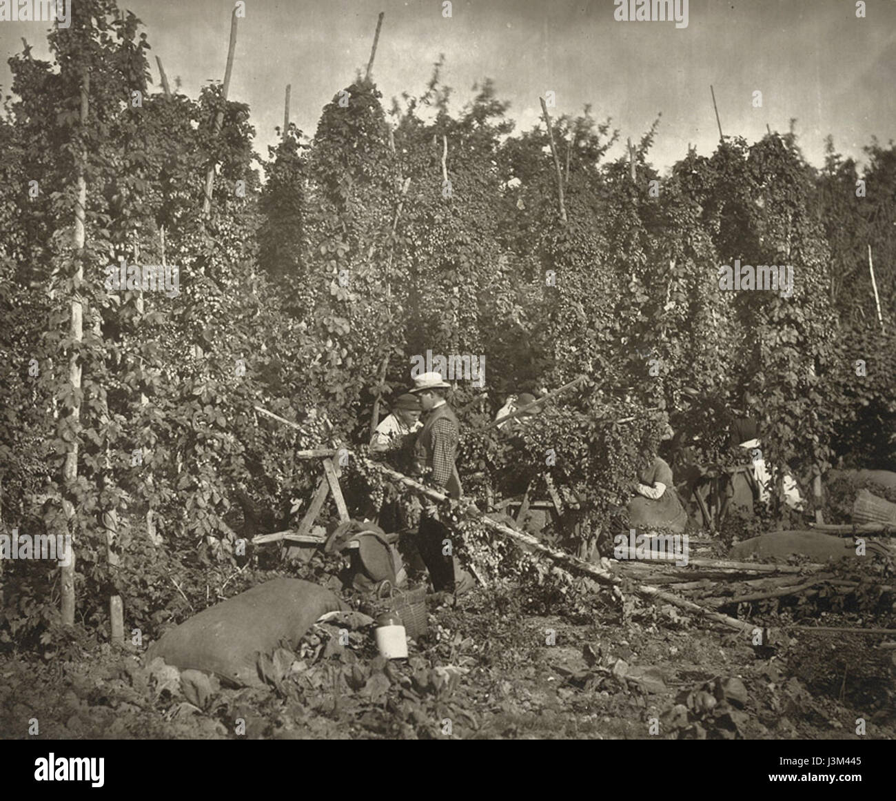 Hop picking kent hi-res stock photography and images - Alamy