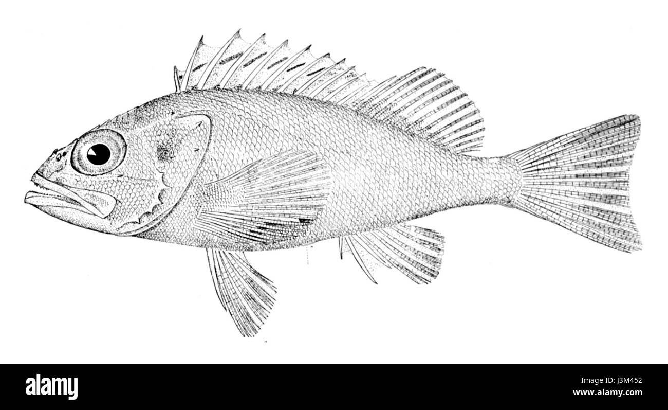 Helicolenus dactylopterus dactylopterus Stock Photo - Alamy