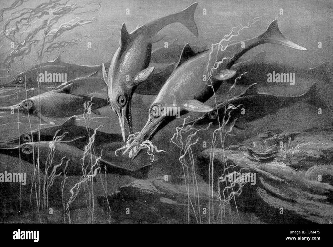 Ichthyosaurs hi-res stock photography and images - Alamy