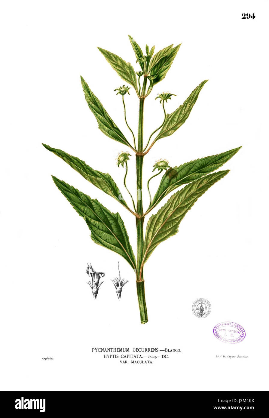 Hyptis capitata is a species of flowering plant in the mint family ...