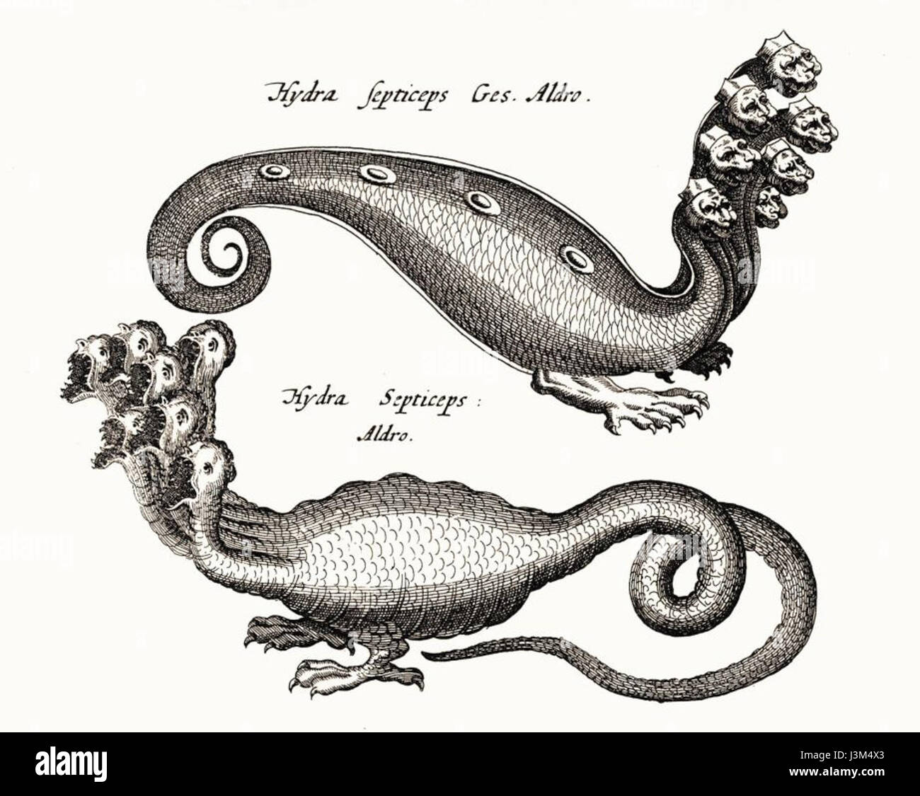 Hydra map Cut Out Stock Images & Pictures - Alamy