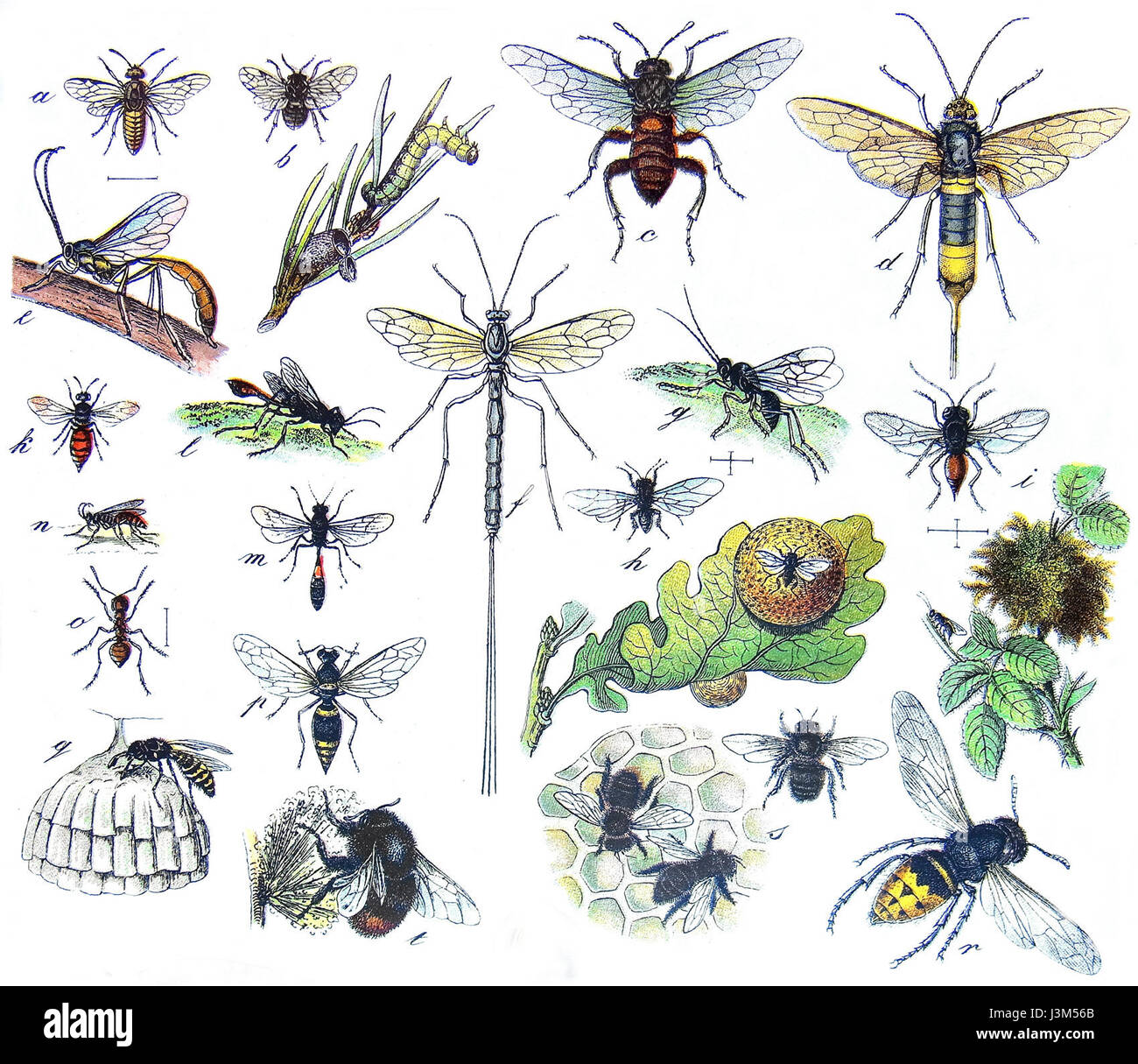 Hymenoptera order Cut Out Stock Images & Pictures - Alamy