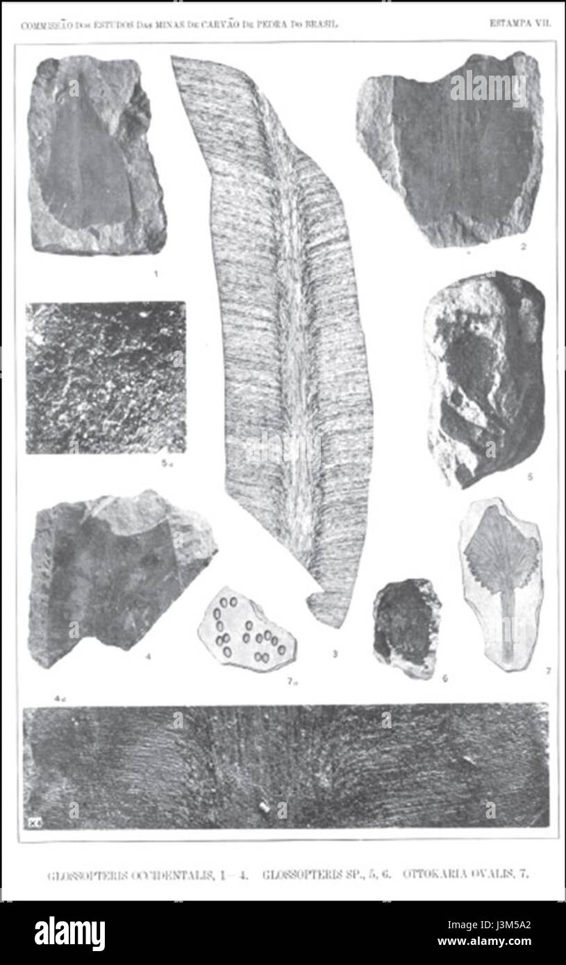 Glossopteris, an extinct genus of seed ferns, is depicted in this image ...