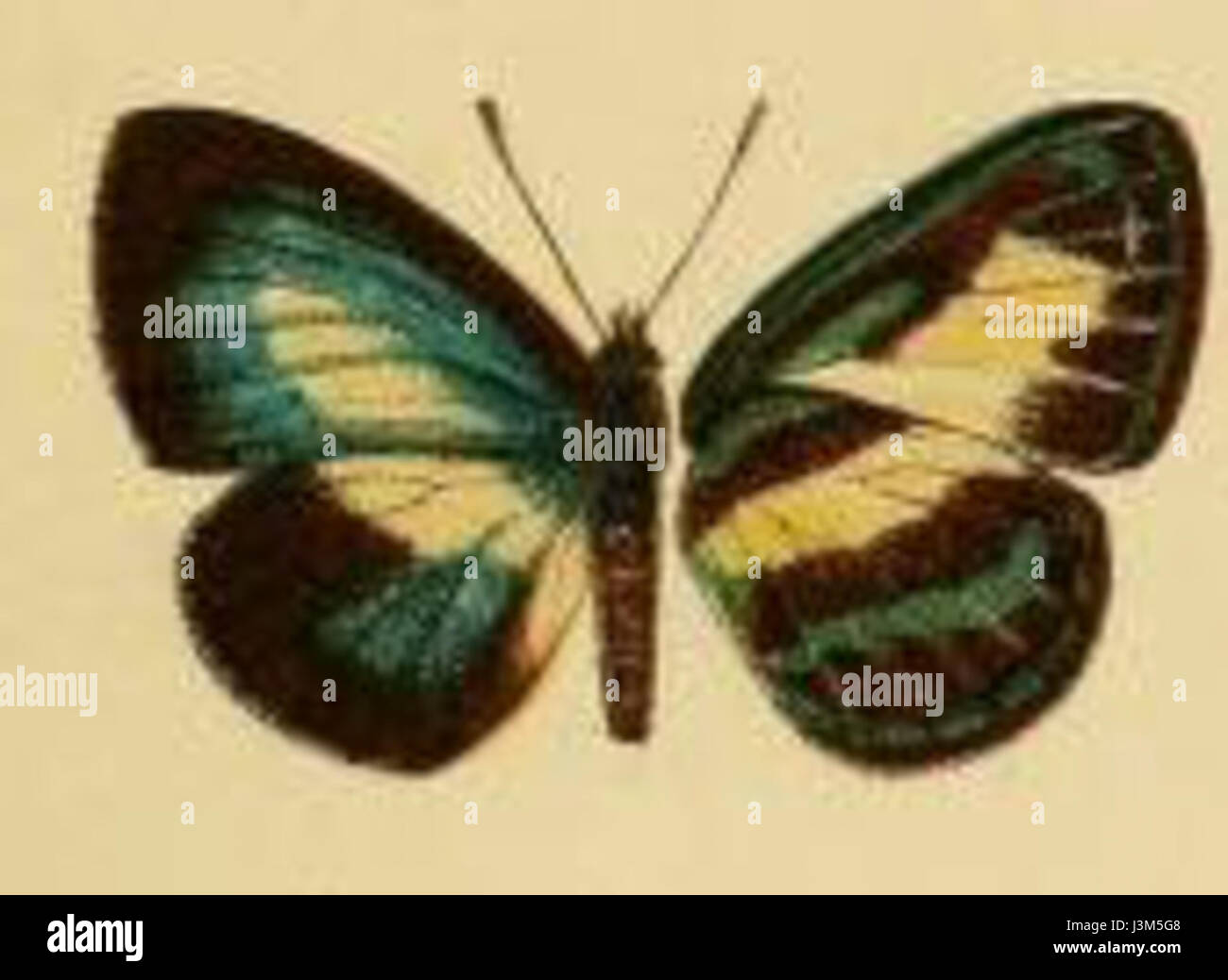 Hypochrysops hi-res stock photography and images - Alamy