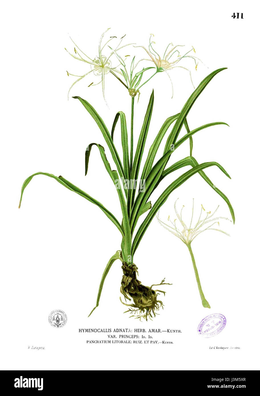 Hymenocallis littoralis, commonly known as the beach spider lily, is a ...