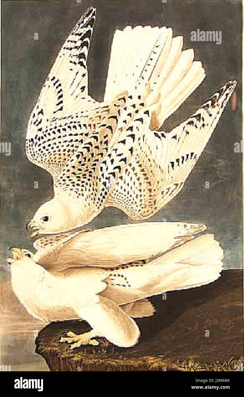 Jer falcon the birds of america hi-res stock photography and images - Alamy