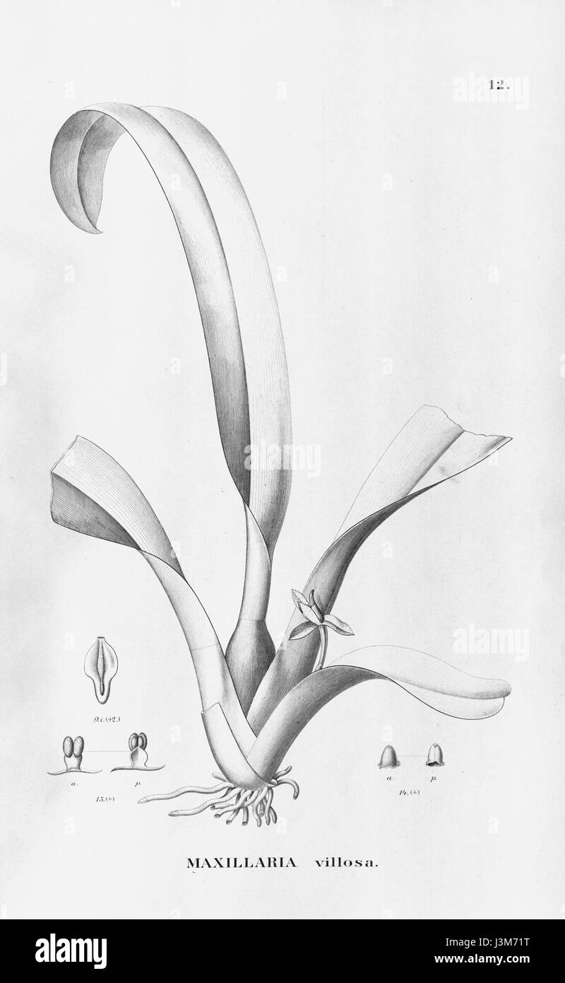 Heterotaxis villosa (as Maxillaria villosa) Fl.Br. 3 6 12 Stock Photo ...