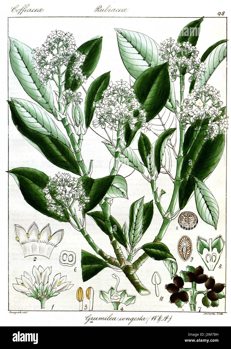 Grumilea congesta Rungiah Stock Photo - Alamy