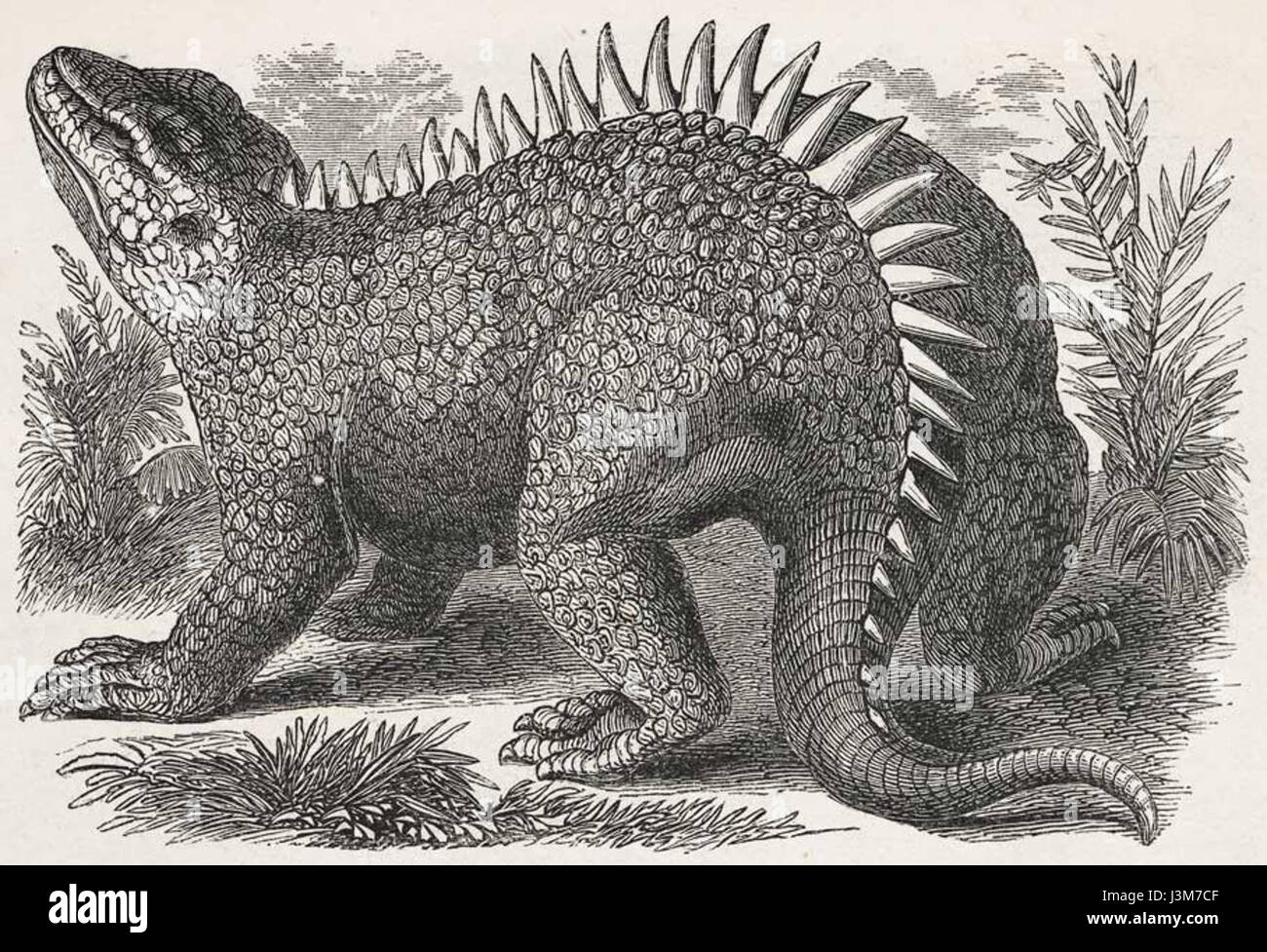 The hylaeosaurus hi-res stock photography and images - Alamy