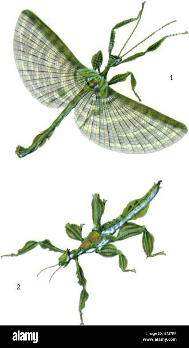 Design versatility Cut Out Stock Images & Pictures - Alamy