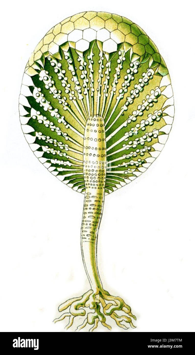 Bornetella capitata is a species of foraminiferan, described by the ...