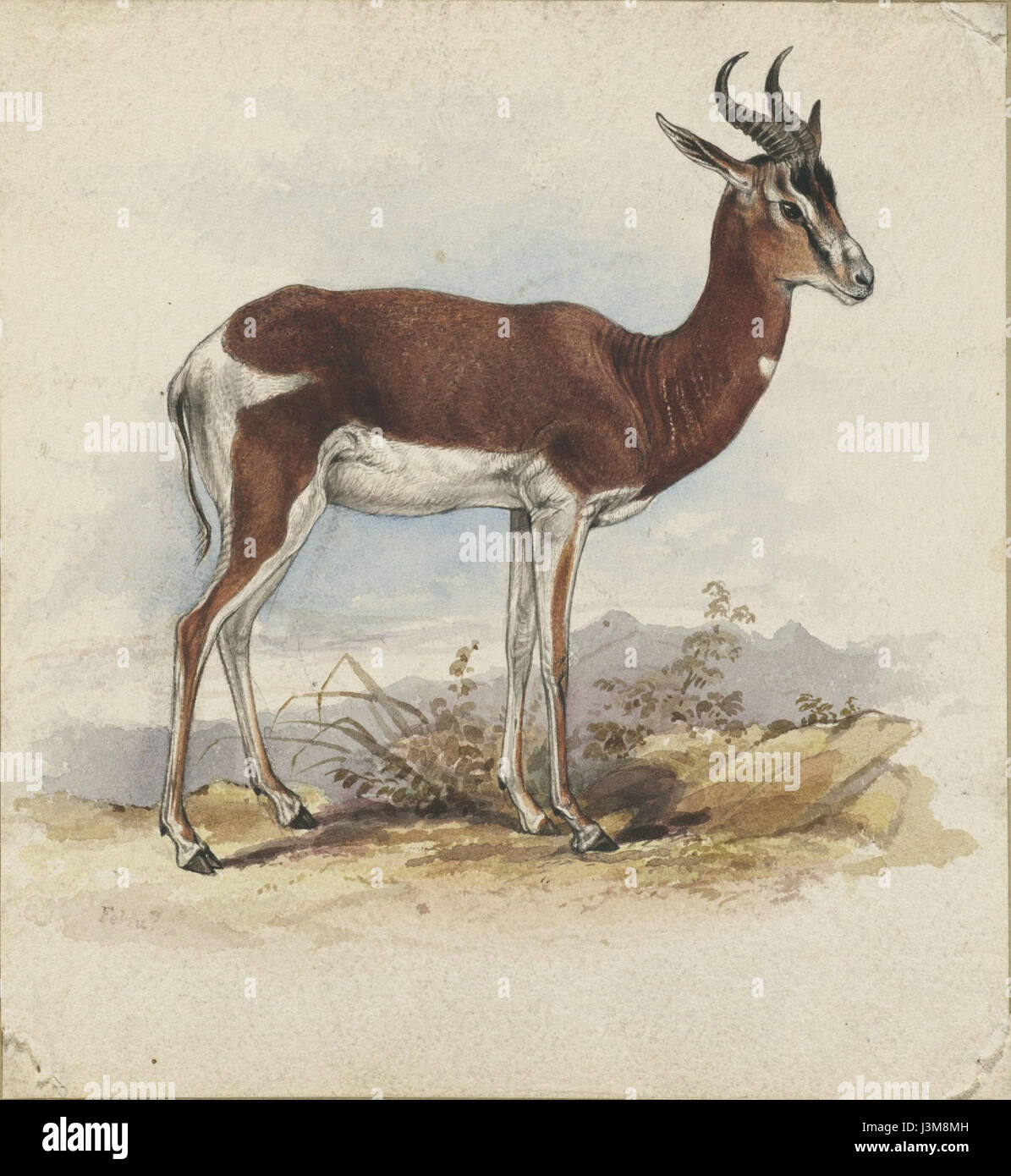 Antelope map hi-res stock photography and images - Alamy