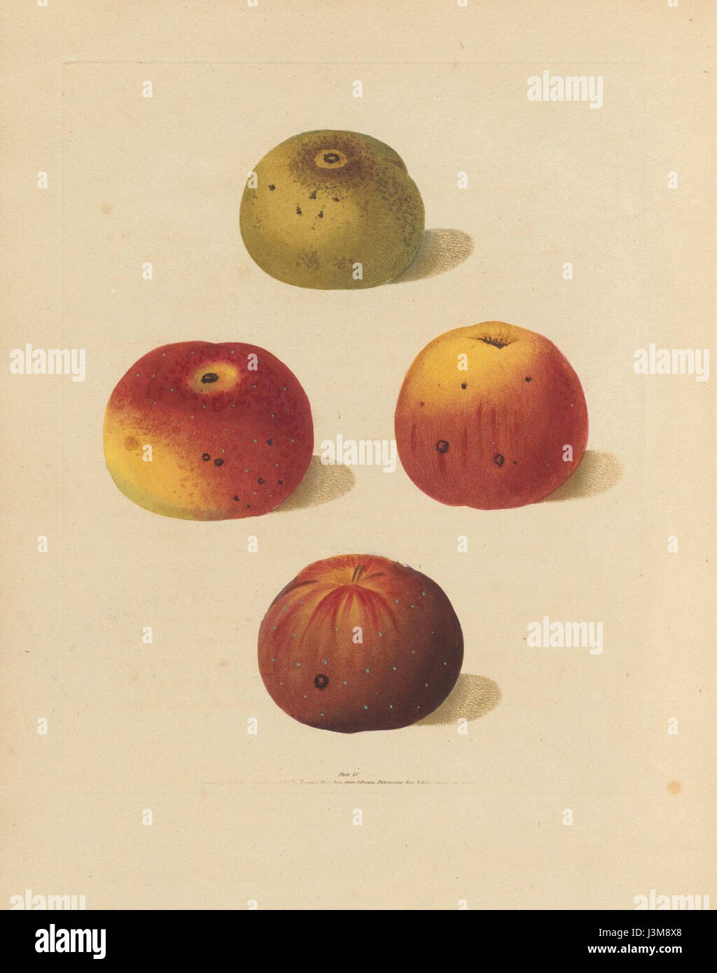 The image features Houghton Agr 209.10 Brookshaw, an illustration of ...