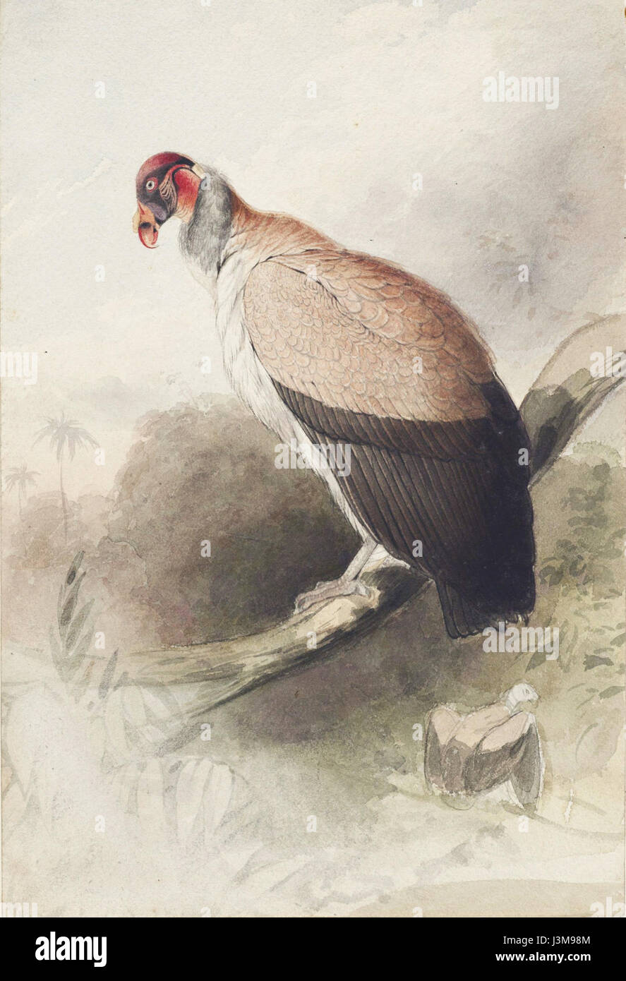 Ms condor hi-res stock photography and images - Alamy