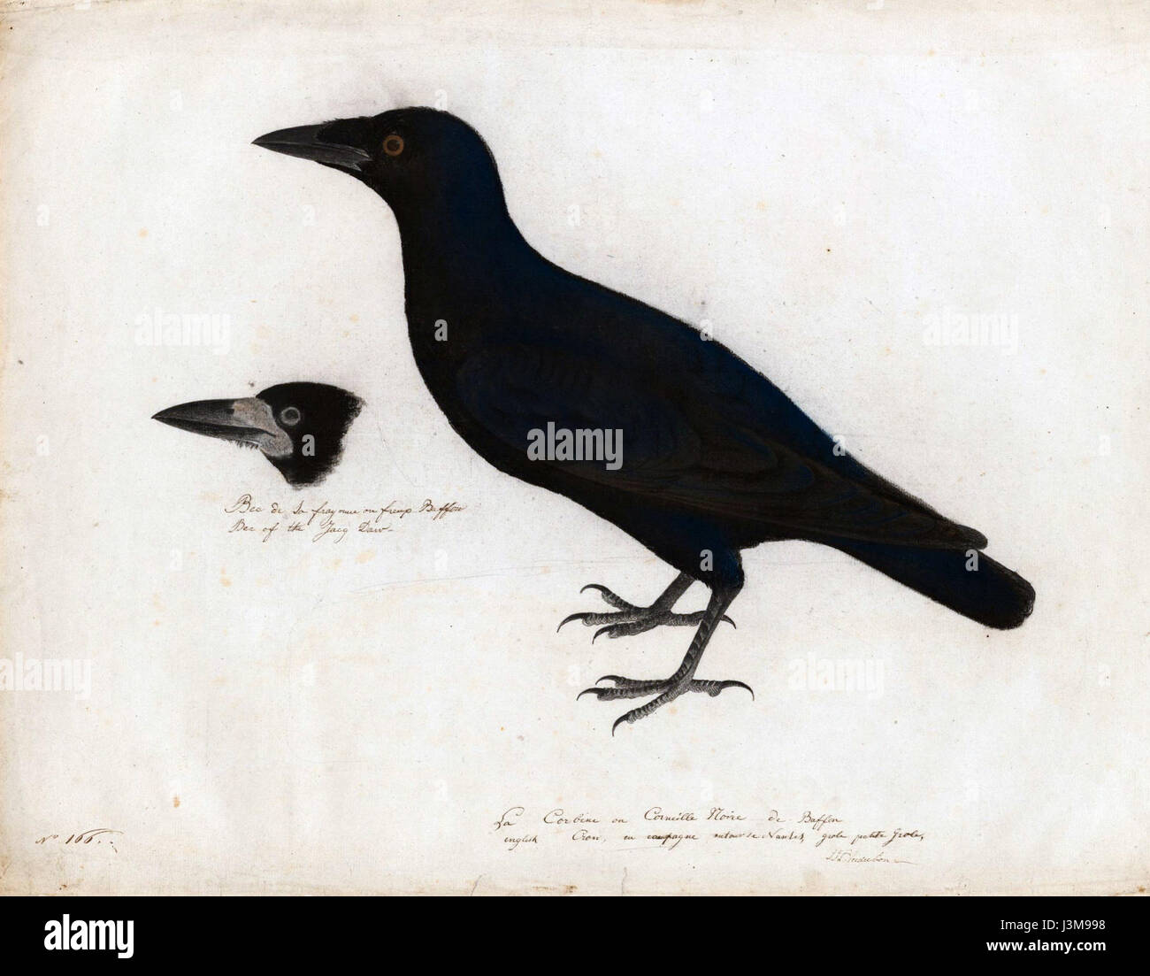 Houghton MS Am 21 (72) John James Audubon, English crow Stock Photo - Alamy