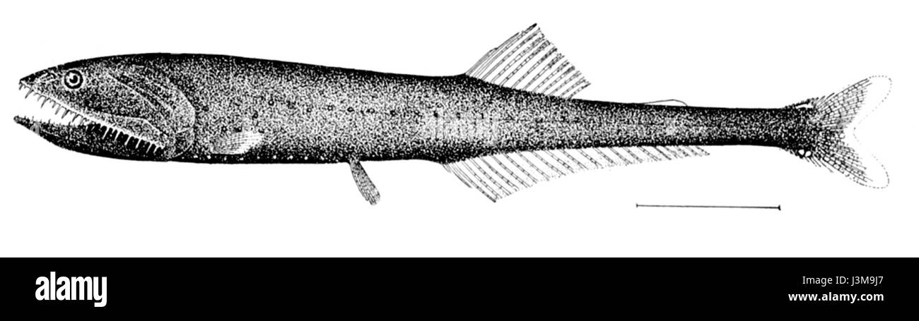 Gonostoma species hi-res stock photography and images - Alamy