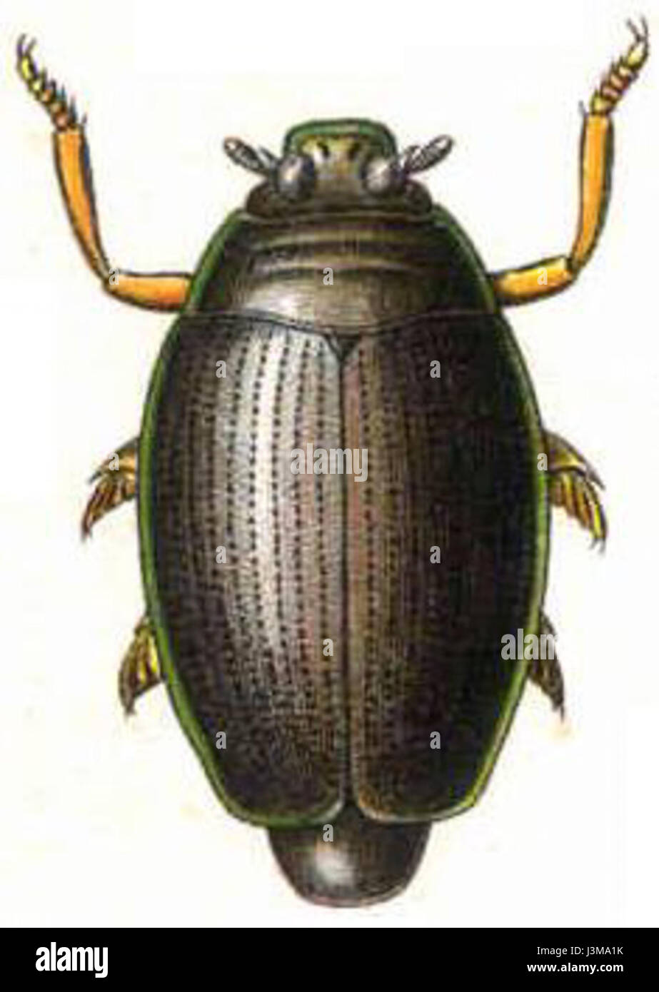 Gyrinus hi-res stock photography and images - Alamy