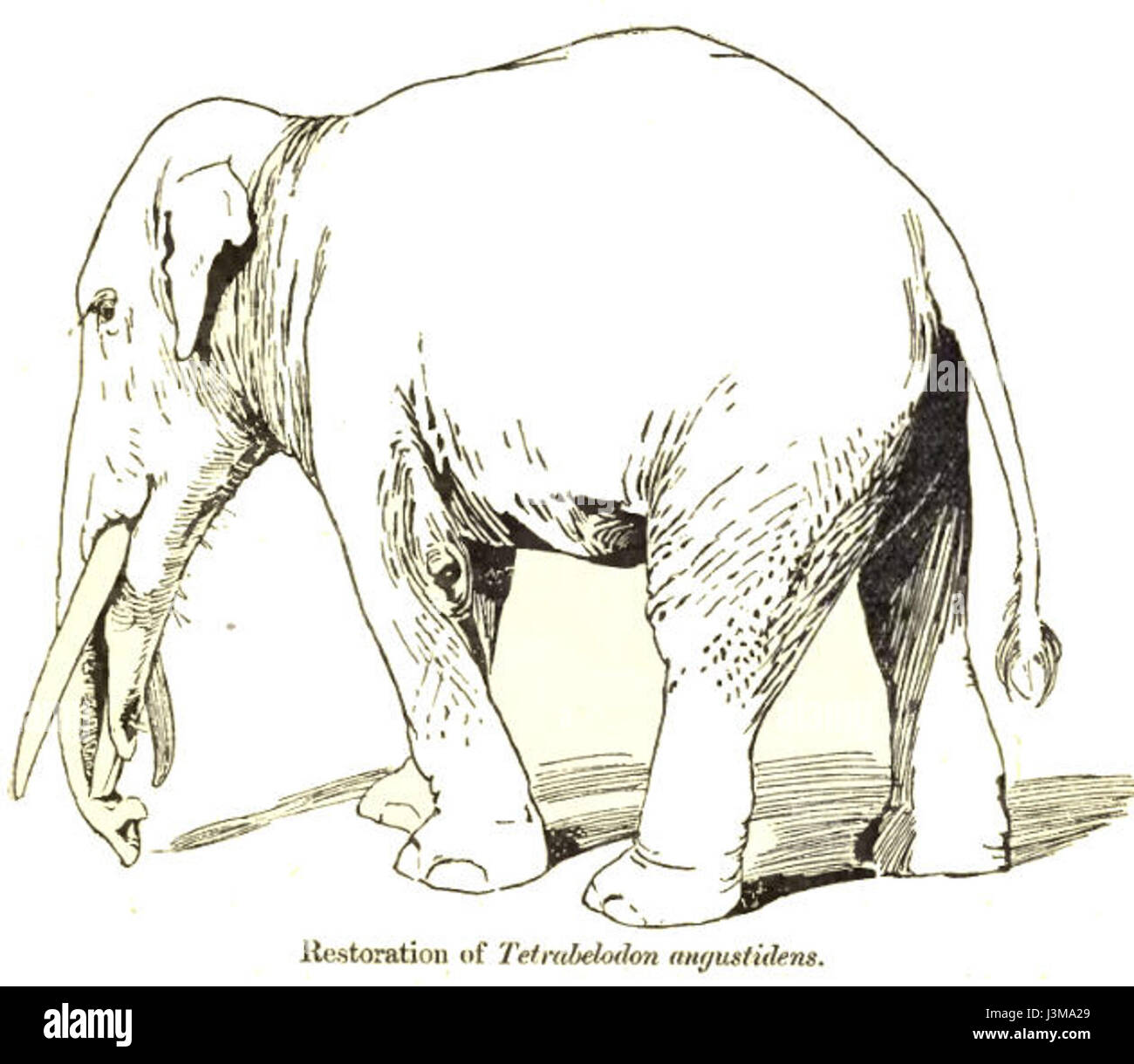 Gomphotherium hi-res stock photography and images - Alamy