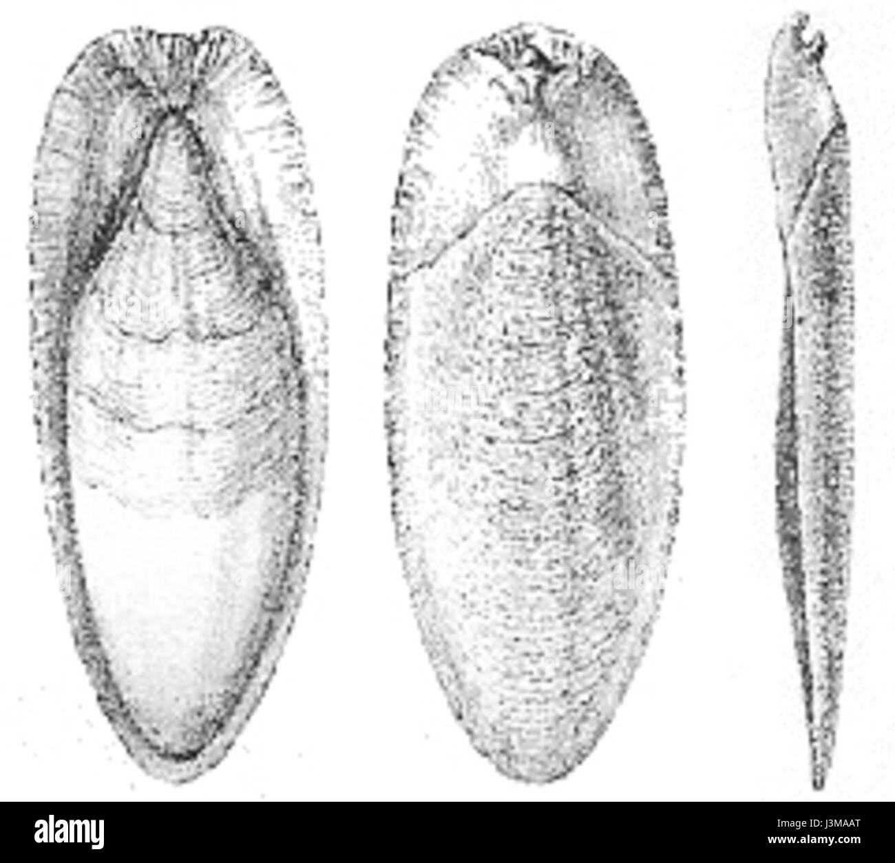 Schelp Cut Out Stock Images & Pictures - Alamy