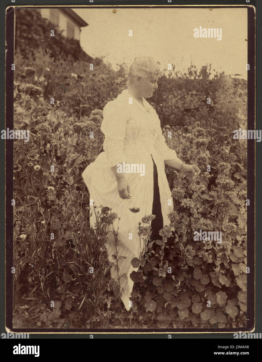 Celia Thaxter High Resolution Stock Photography and Images - Alamy