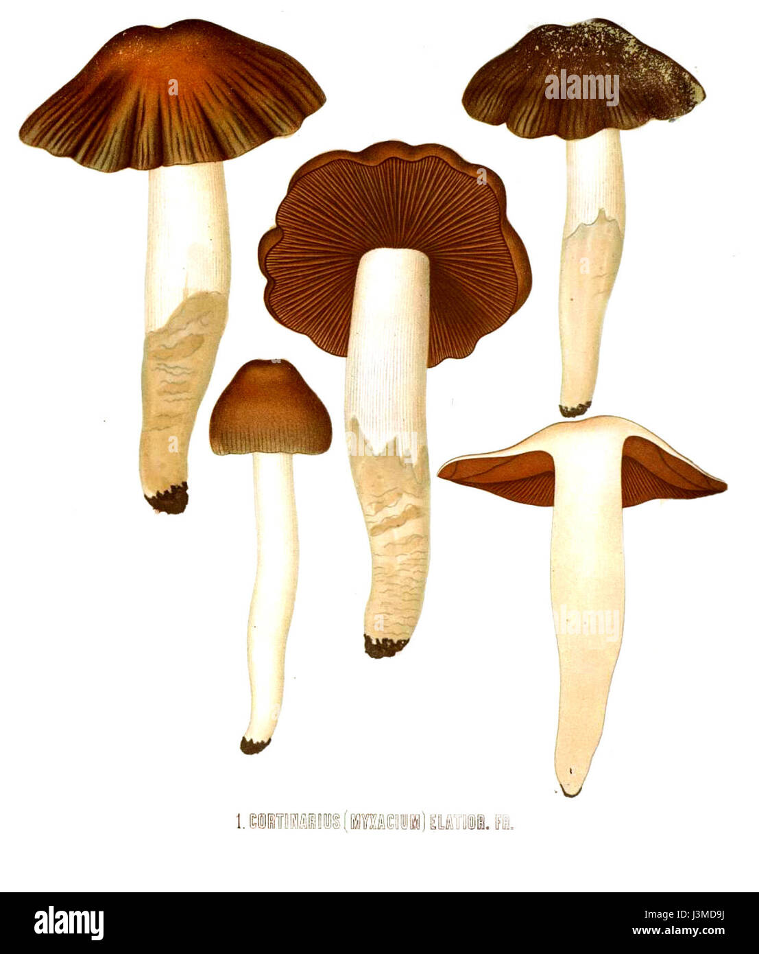 Icones selectae hymenomycetum is a detailed illustration series of ...