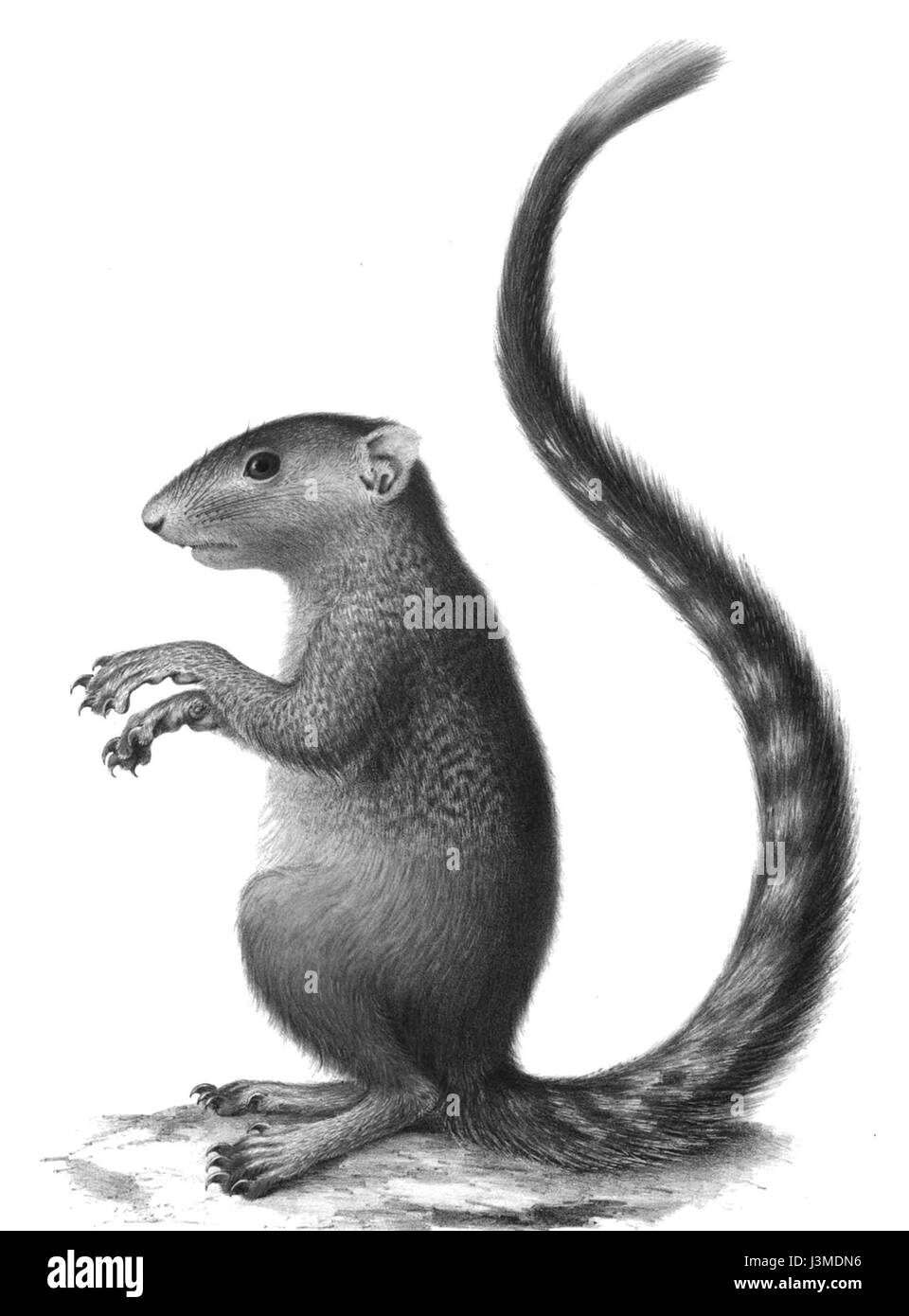 Mutabilis hi-res stock photography and images - Alamy