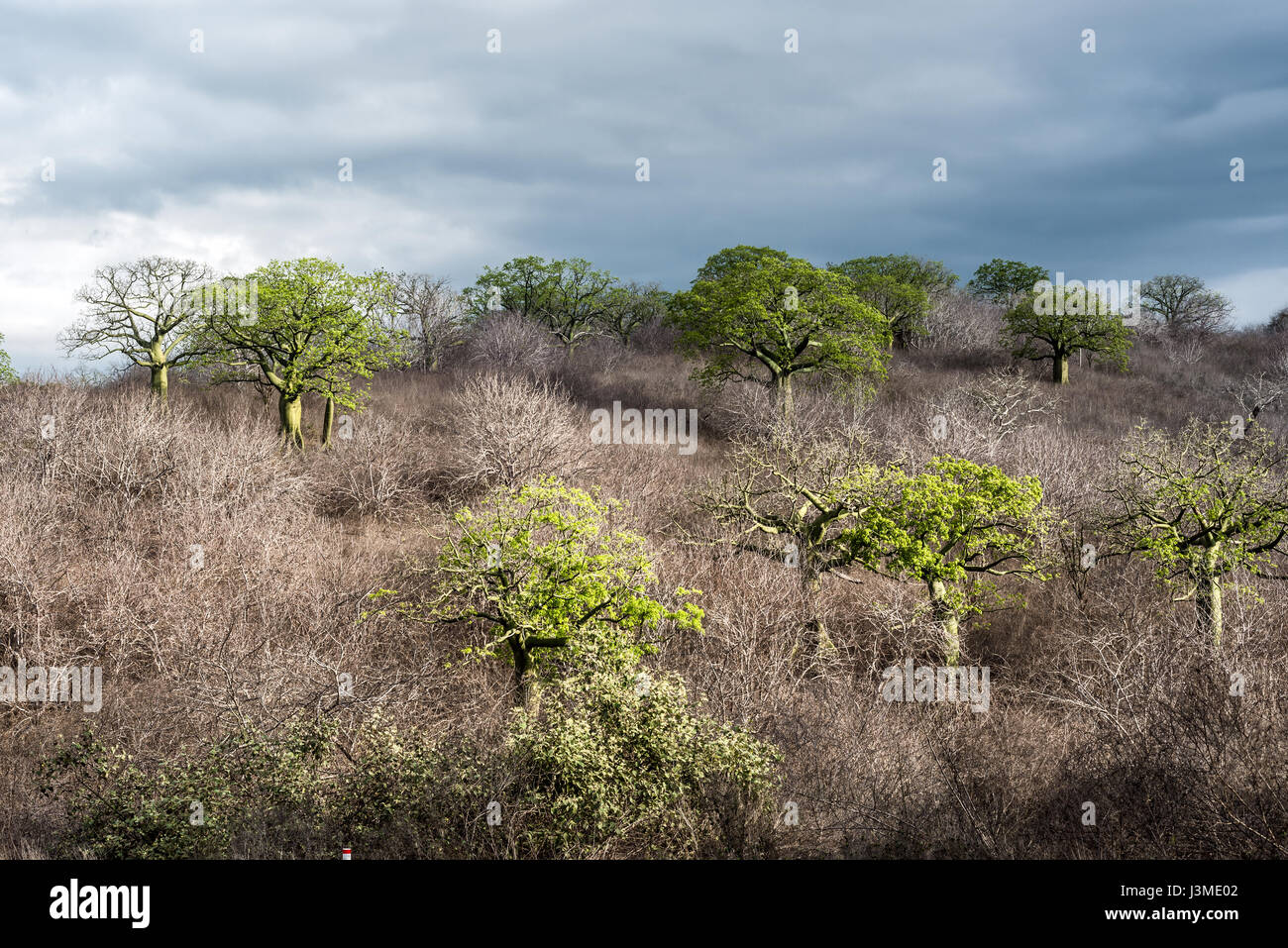 Giant ceiba trees grows up in the coast of Ecuador near Manta Stock ...