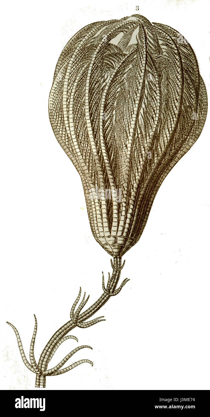 The 'Endoxocrinus wyvillethomsoni' is a species of crinoid, an aquatic ...