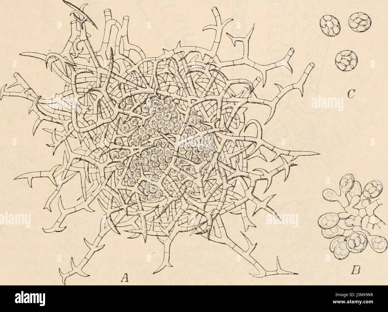 Gymnoascus reessii hi-res stock photography and images - Alamy