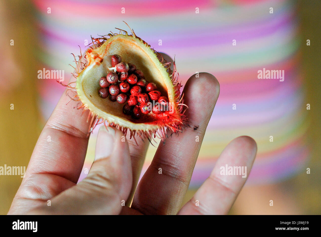 Showing the Annatto that is an orange-red condiment derived from the ...
