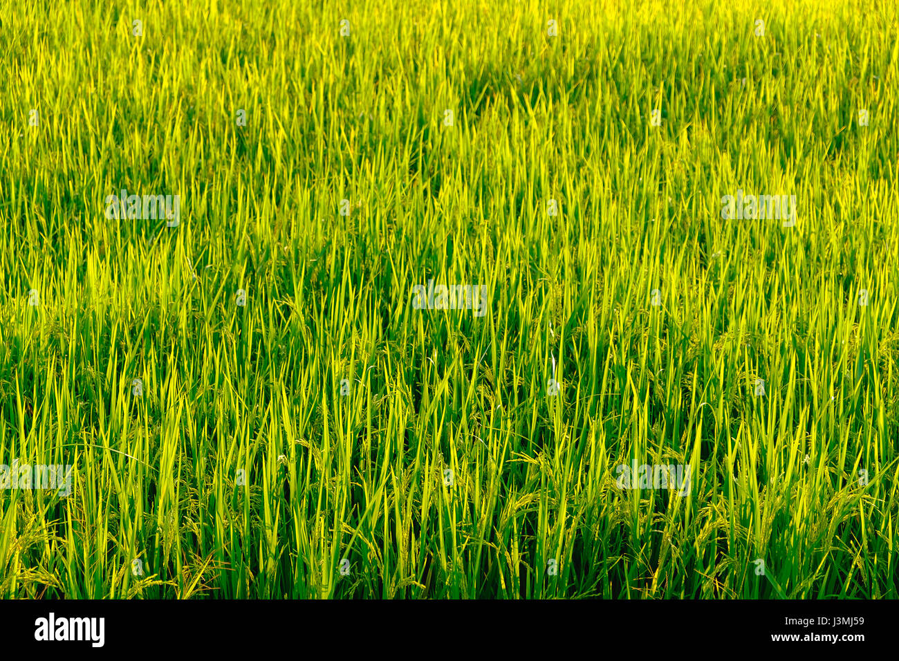 Green rice field in the evening sun, background and sunset. rural ...