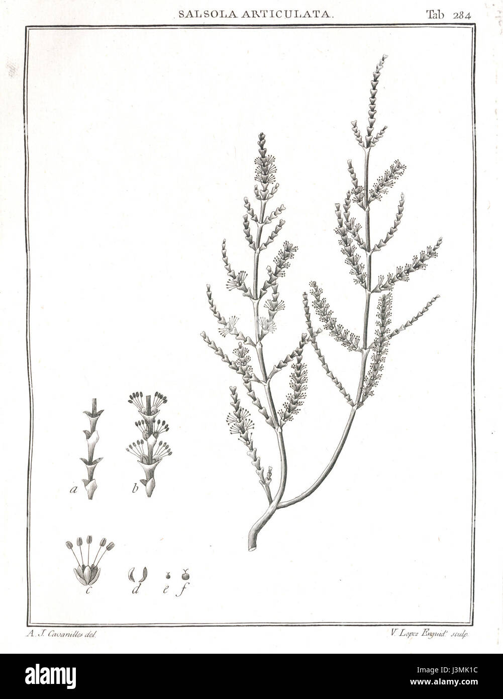 Hammada articulata hi-res stock photography and images - Alamy