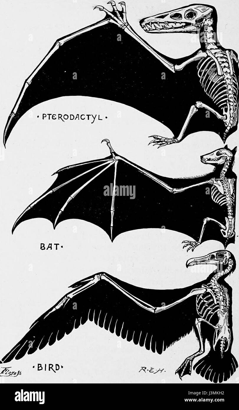 Homology hi-res stock photography and images - Alamy