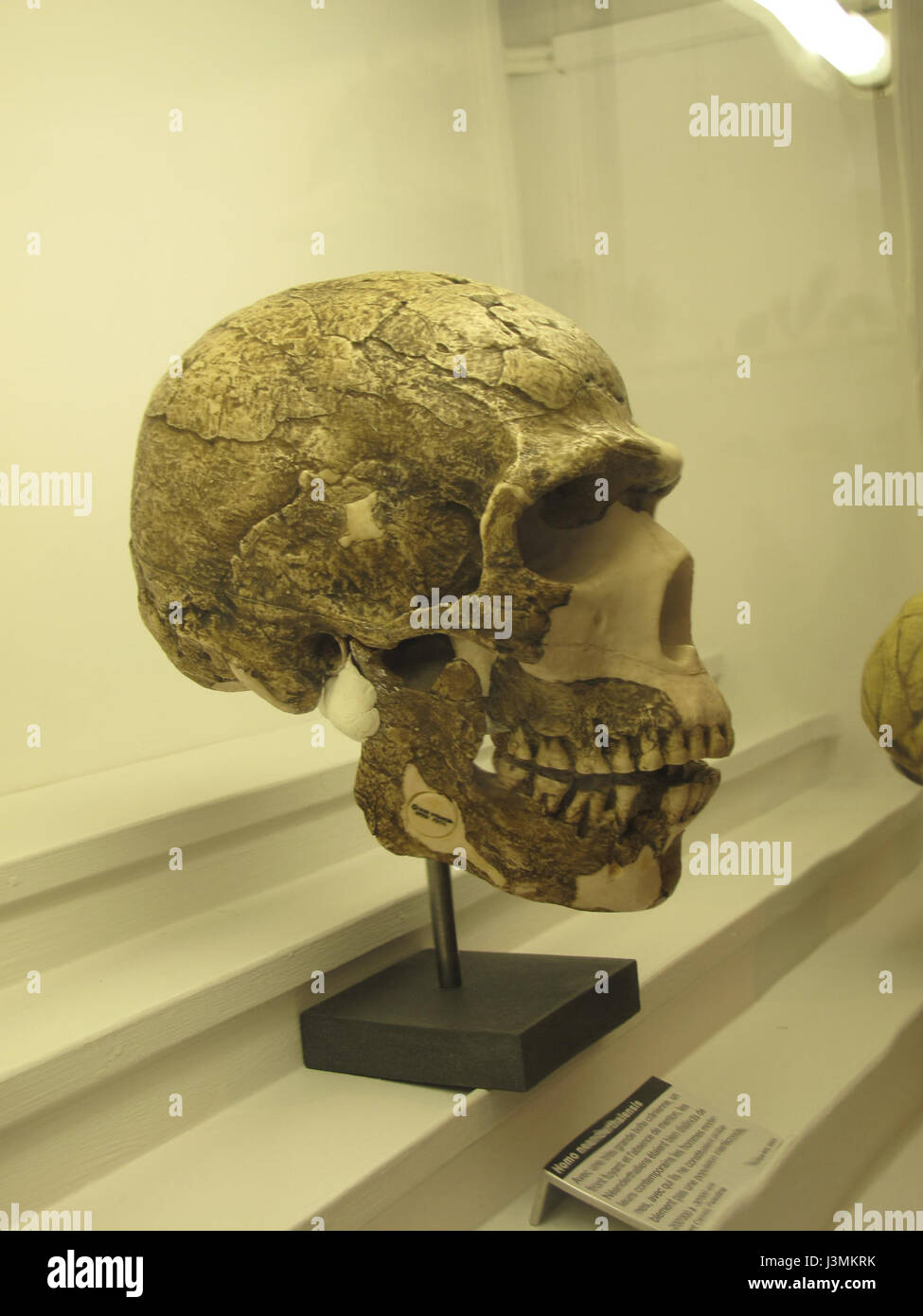 An image depicting Homo neanderthalensis, showcasing key features of ...