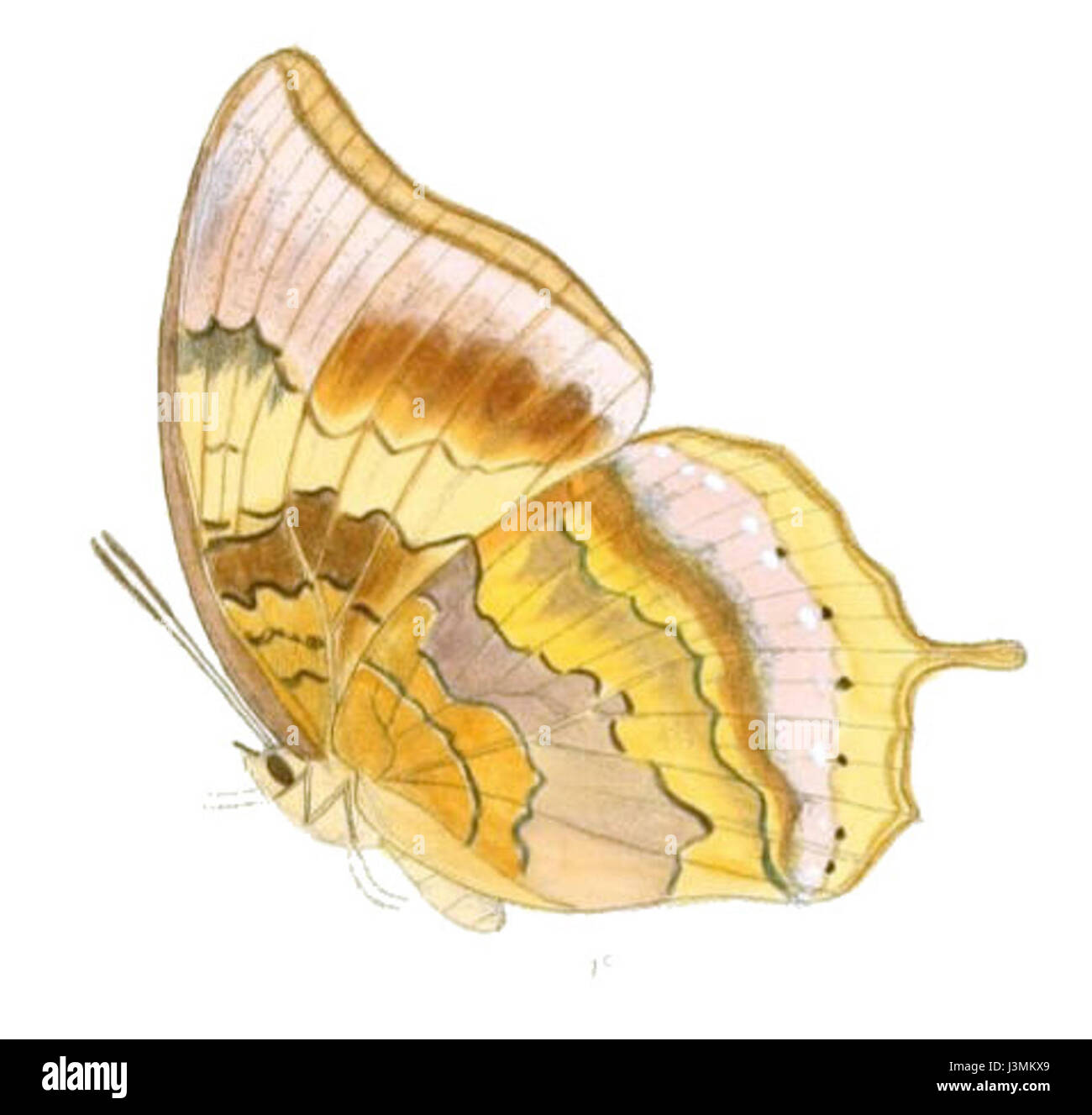 Artifact research study Cut Out Stock Images & Pictures - Alamy