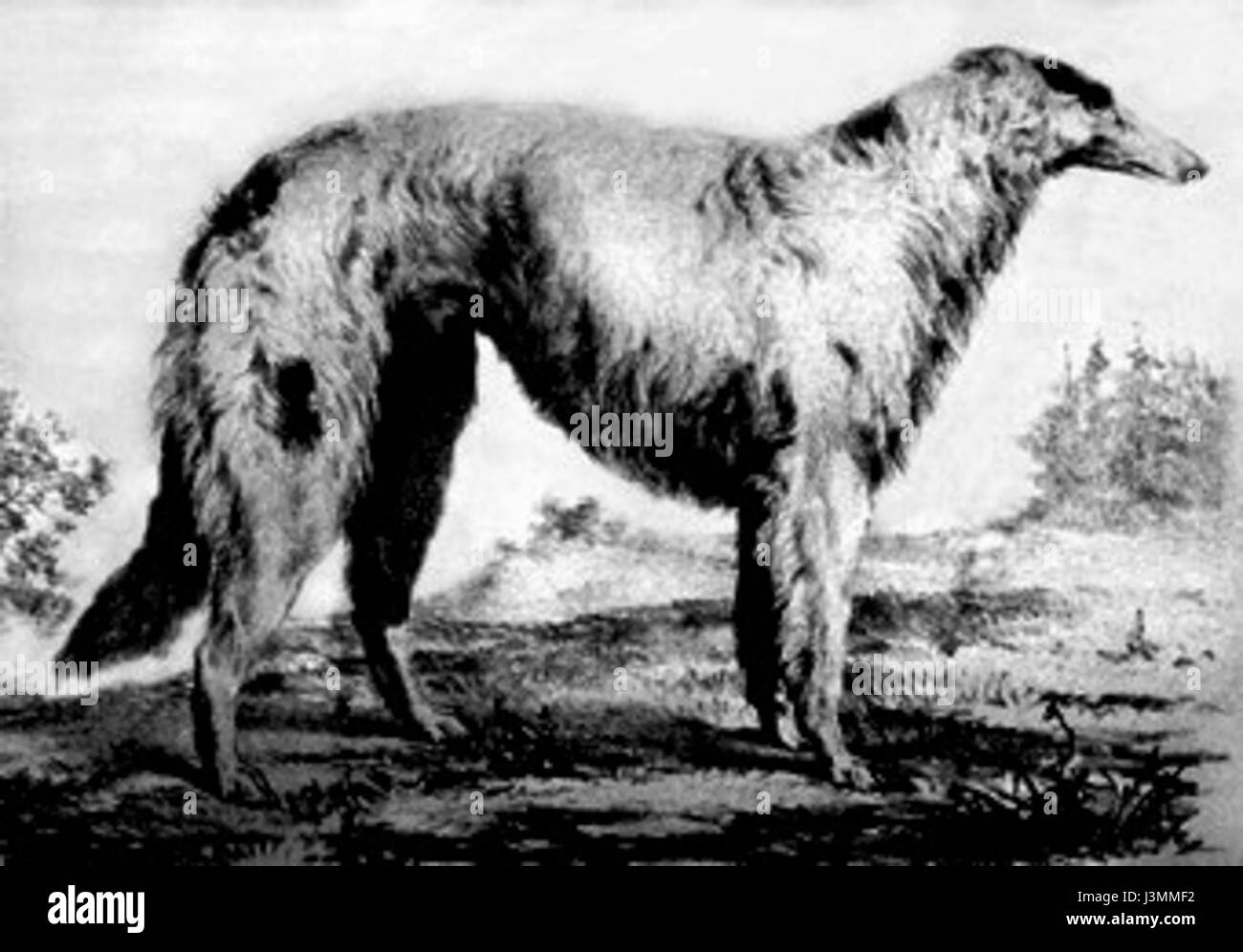 'Gustopsovaya borzaya' is an illustration of a Russian borzoi dog breed ...