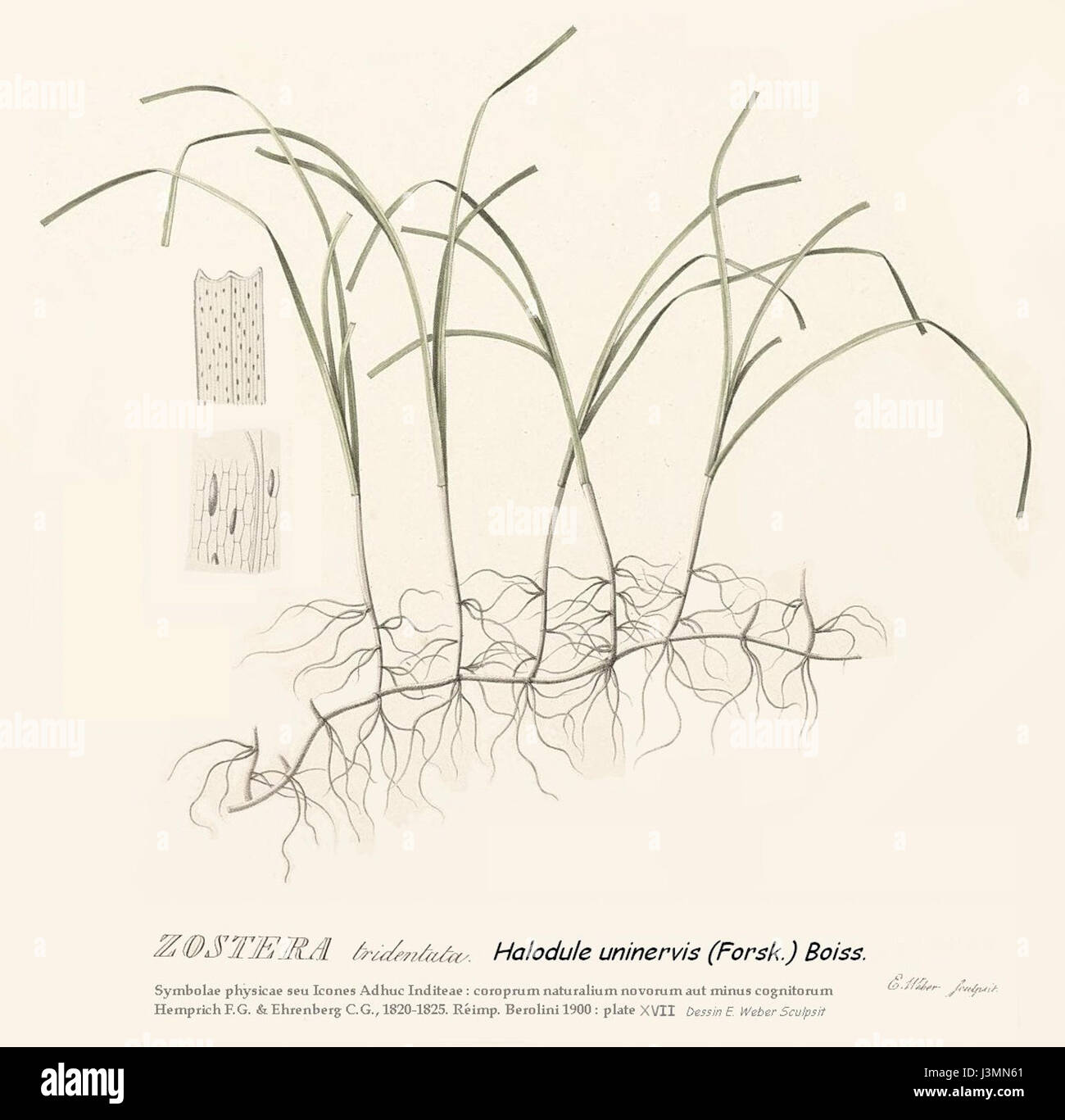 Halodule hi-res stock photography and images - Alamy