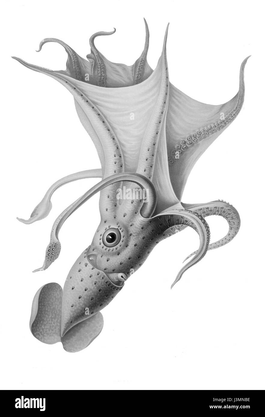 Species of squid Black and White Stock Photos & Images - Alamy