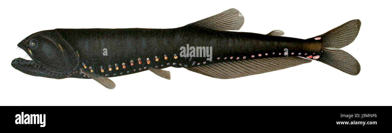 Gonostoma elongatum is a species of fish known for its elongated body ...