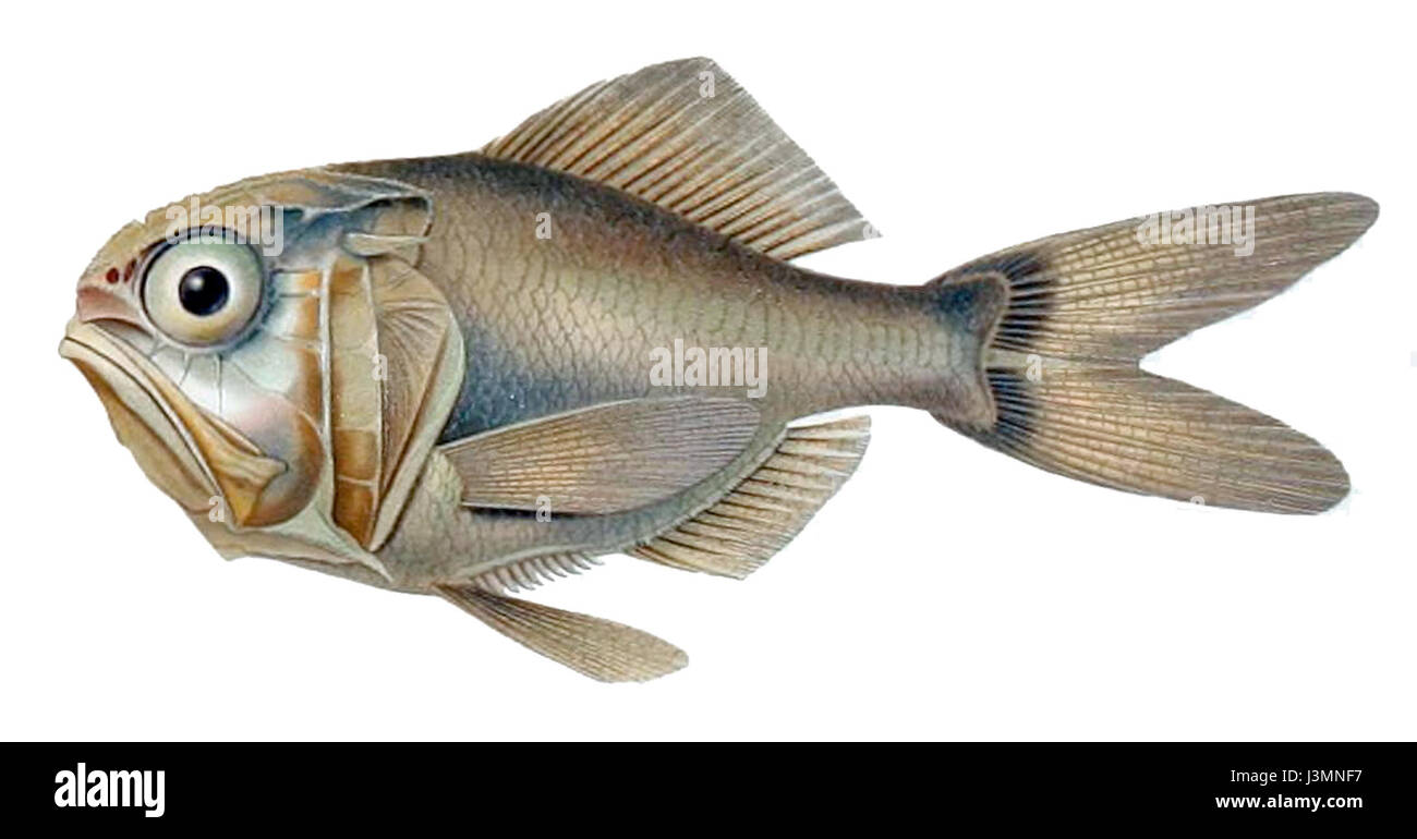 Mediterranean fish species Cut Out Stock Images & Pictures - Alamy