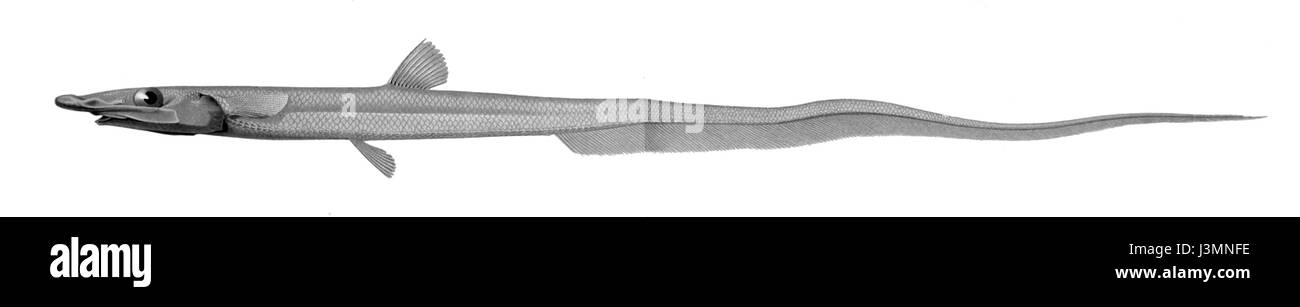 Halosaurus Black and White Stock Photos & Images - Alamy