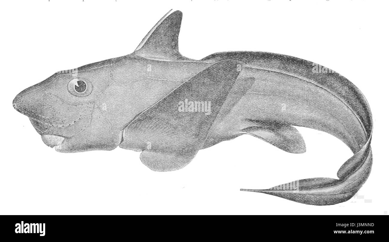 Evolutionary genetics Cut Out Stock Images & Pictures - Alamy