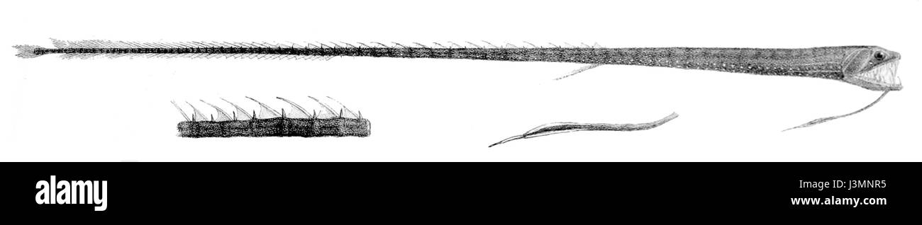 Idiacanthus hi-res stock photography and images - Alamy