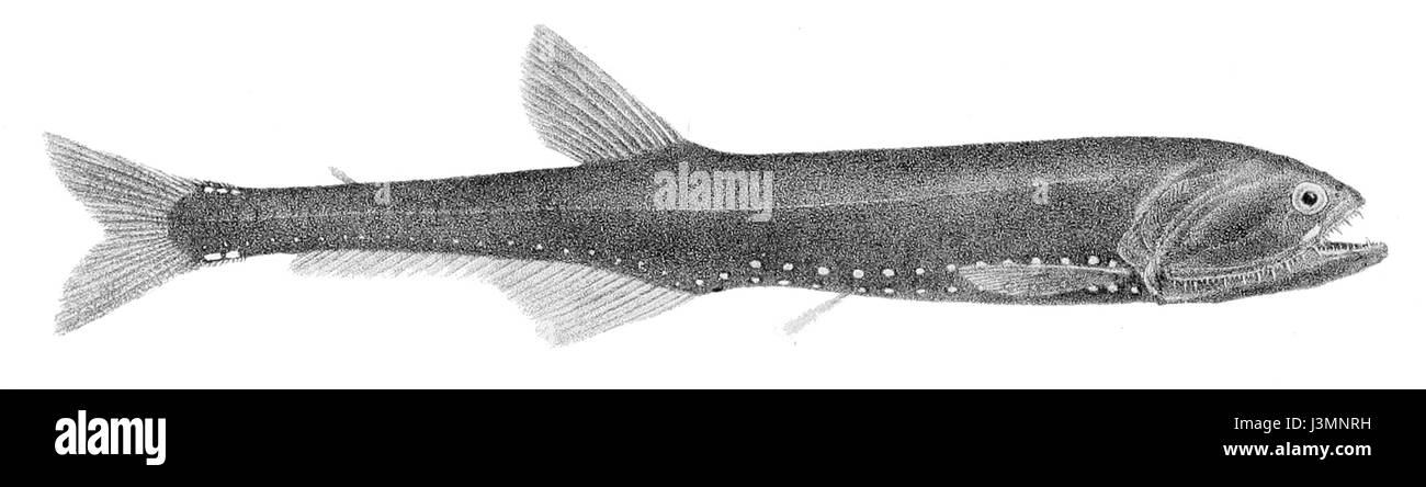 Gonostoma species hi-res stock photography and images - Alamy