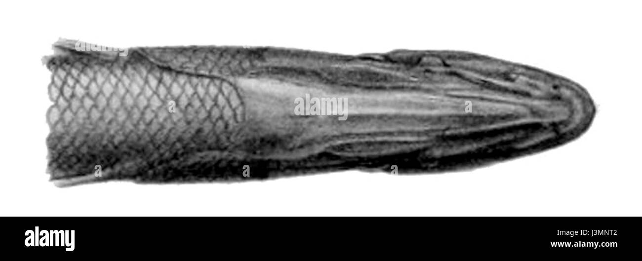 Halosauropsis macrochir hi-res stock photography and images - Alamy