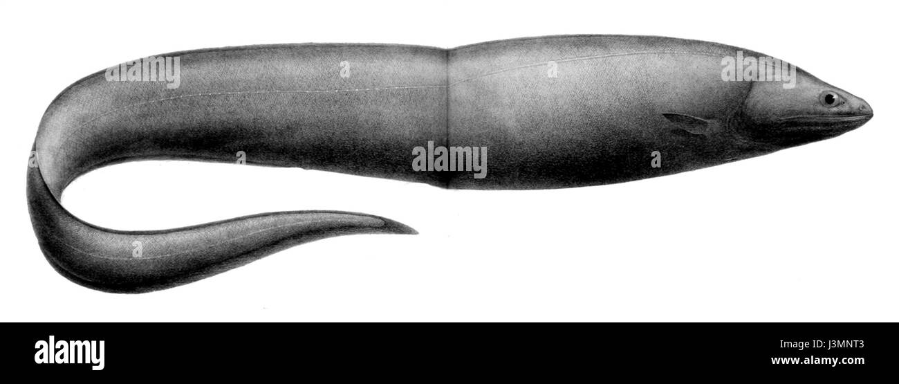 *Histiobranchus bathybius* is a species of deep-sea fish known for its ...